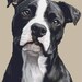 Pit Bull Terrier V1 Cross Stitch Pattern - Etsy