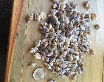 Wedding shells | Etsy