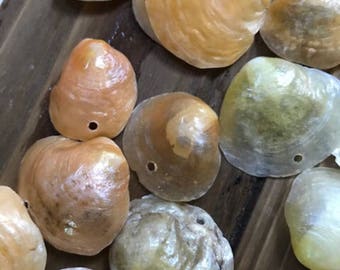 Jingle shells | Etsy