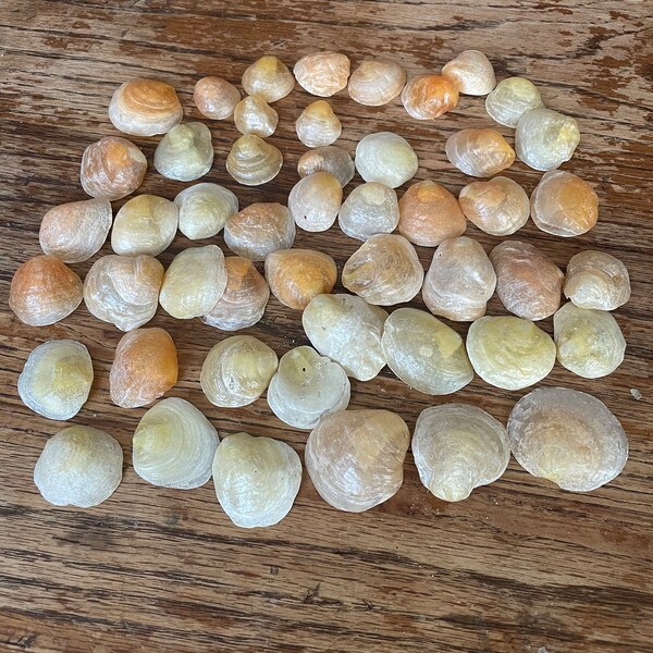 Jingle Shells - Etsy