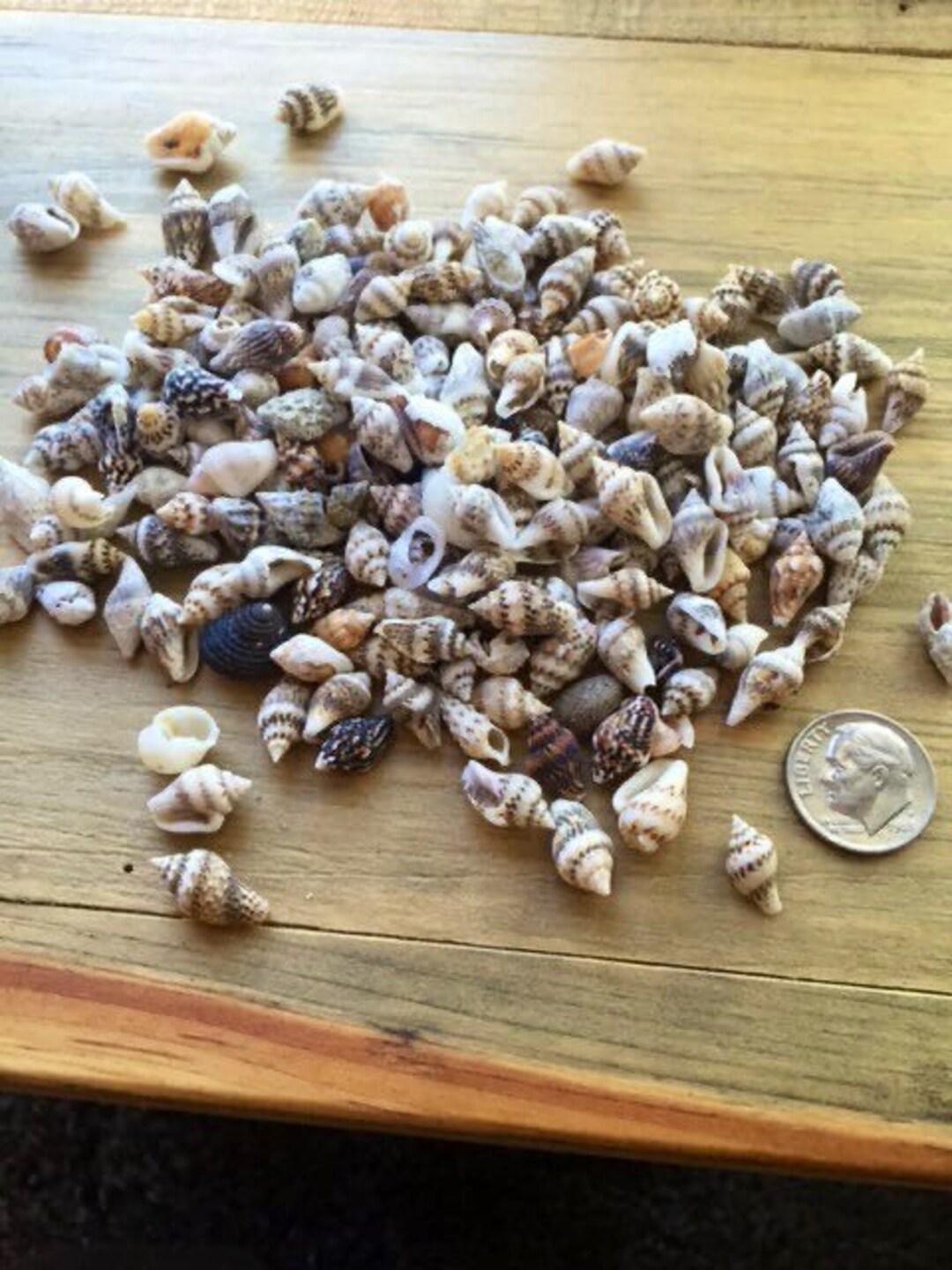 Tiny Shells Genuine All Natural Mini/small Sea Shells Craft Shells ...