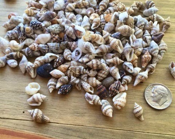 Tiny Shells Genuine All Natural Mini/small Sea Shells Craft Shells ...