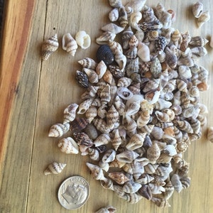 Tiny shells Genuine all natural mini/small sea shells craft | Etsy