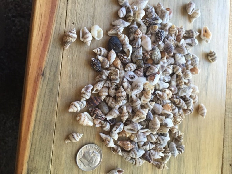 Tiny shells Genuine all natural mini/small sea shells craft | Etsy
