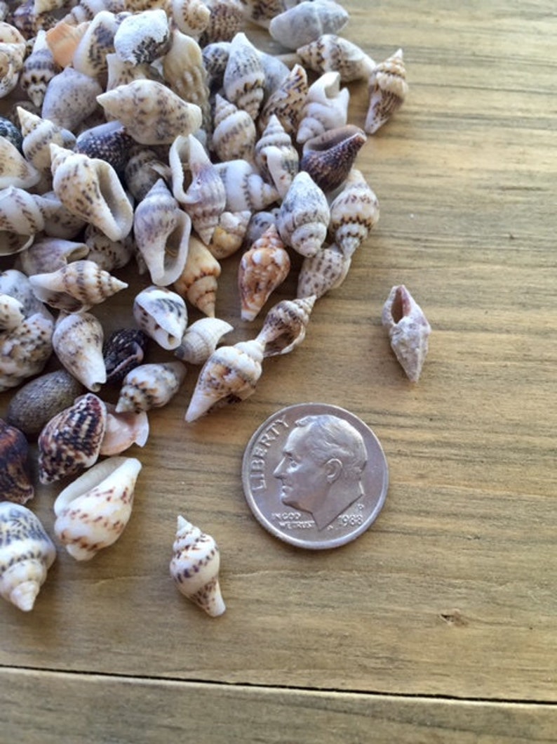 Tiny shells Genuine all natural mini/small sea shells craft | Etsy