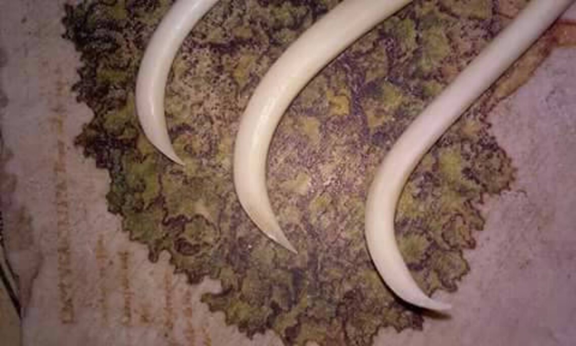 Mountain Man Toothpicks Hand-carved Pair - Raccoon Baculum Bone ...