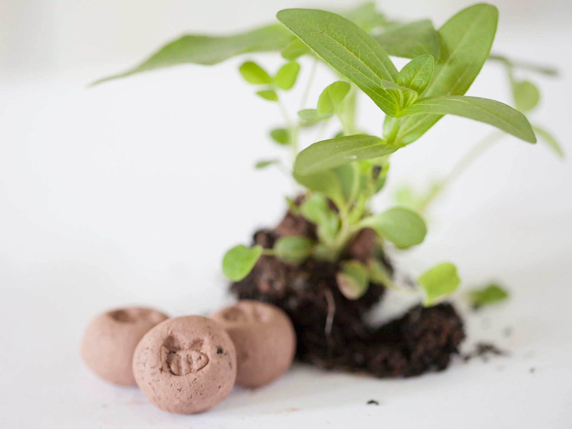 Bee Bombs Box of 10 Wildflower Seed Balls for Pollinators | Etsy