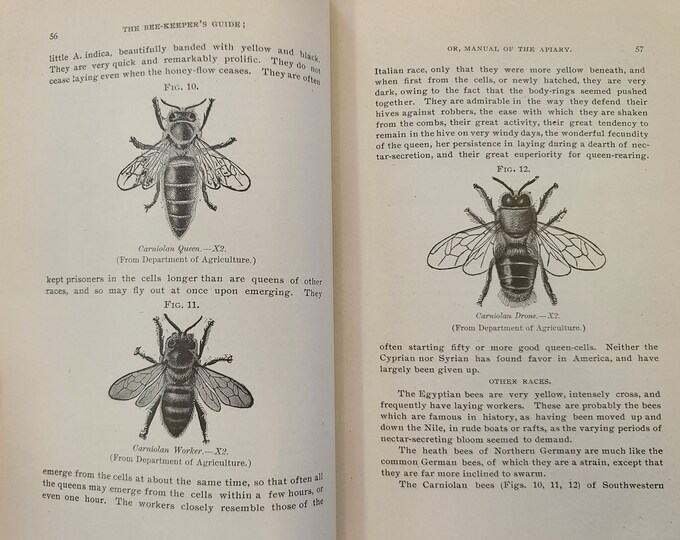 The Bee-keeper's Guide Manual of the Apiary A J Cook Michigan ...