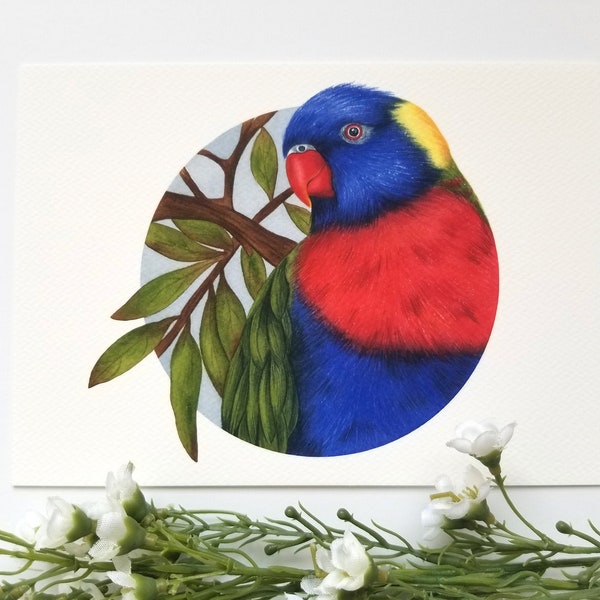 Rainbow Lorikeet - Etsy