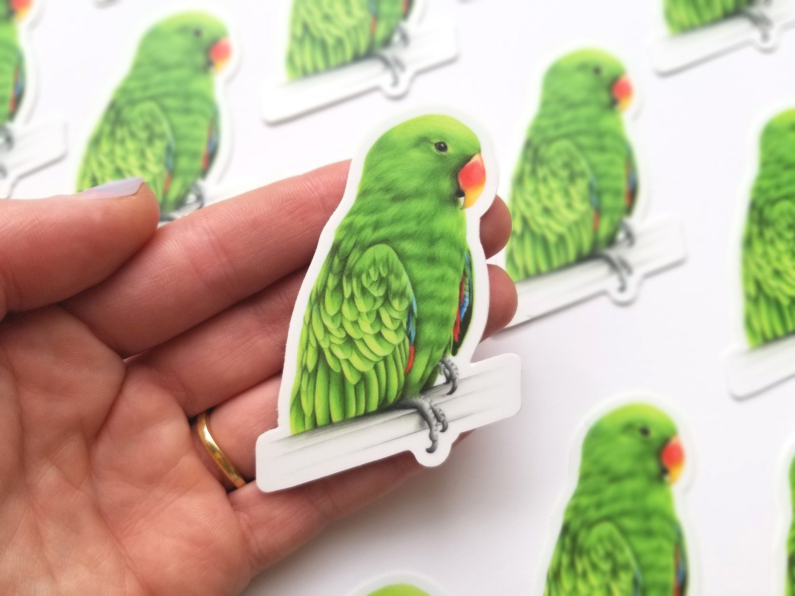 Eclectus Parrot Vinyl Sticker, Bird Illustration, Nature Aesthetic ...