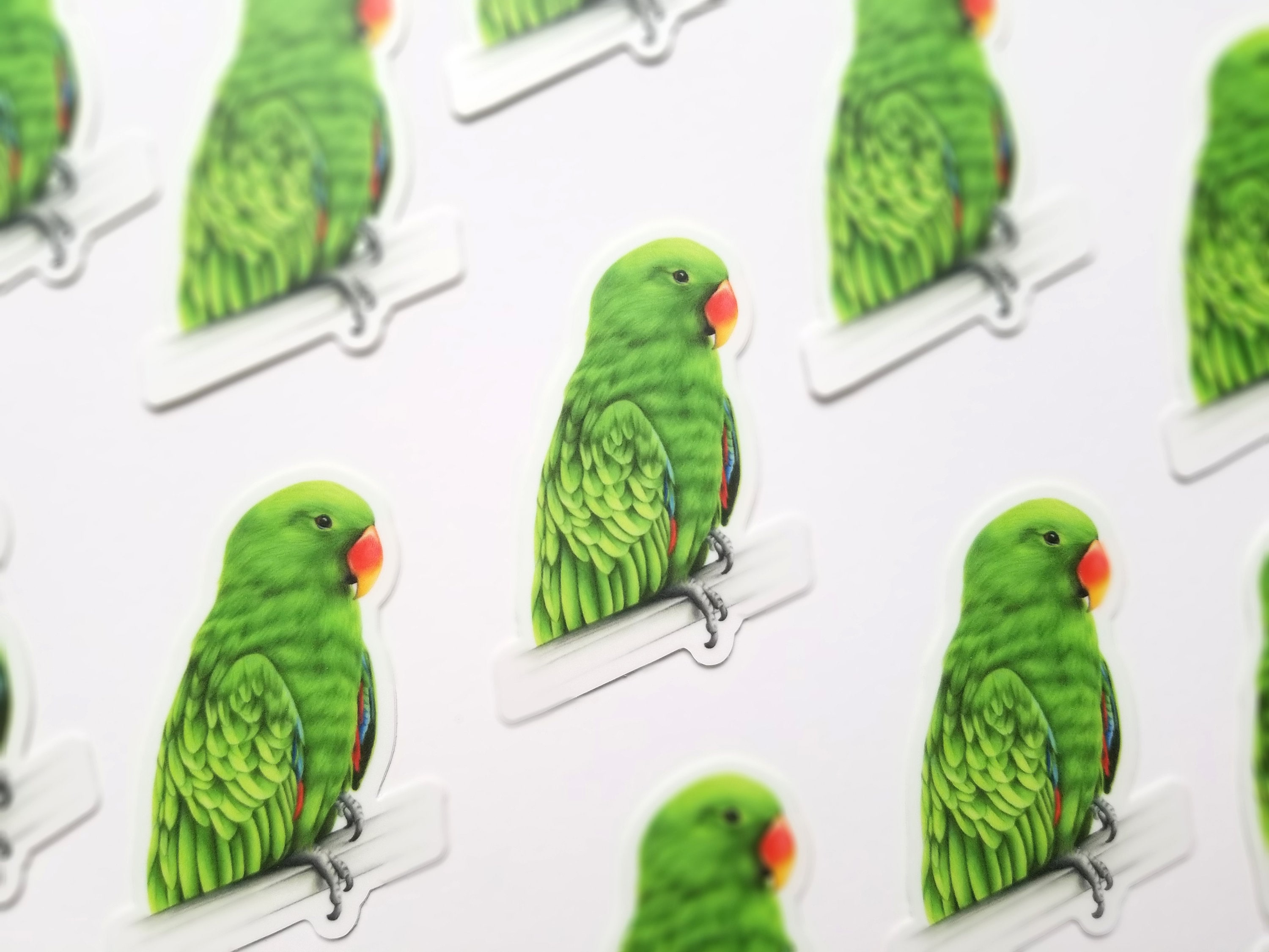 Eclectus Parrot Vinyl Sticker, Bird Illustration, Nature Aesthetic ...