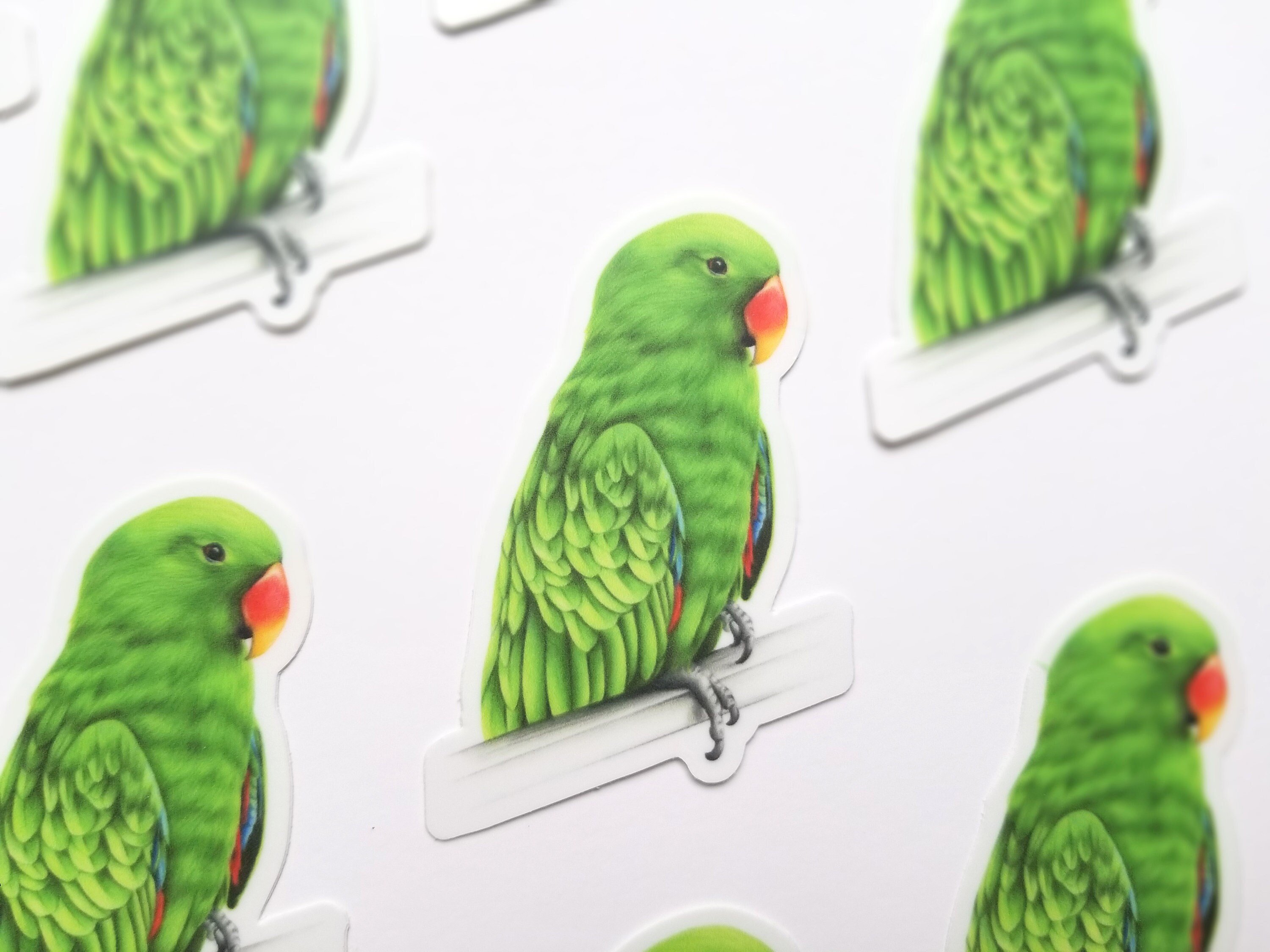 Eclectus Parrot Vinyl Sticker, Bird Illustration, Nature Aesthetic ...