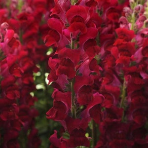 Crimson Red Snapdragon Seeds, Potomac Crimson F1 Snapdragons, 50 Seeds ...