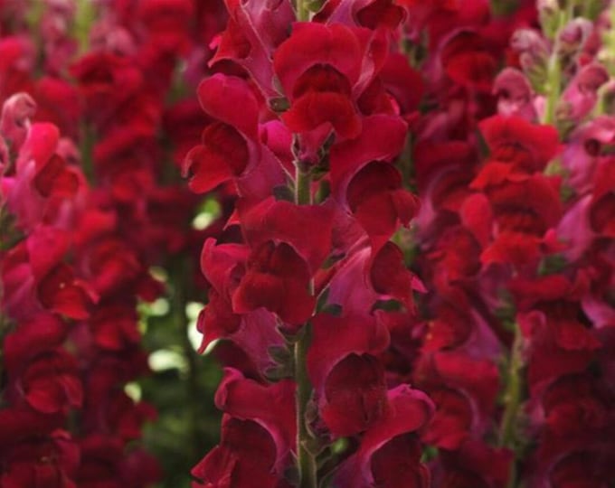 Crimson Red Snapdragon Seeds, Potomac Crimson F1 Snapdragons, 50 Seeds ...