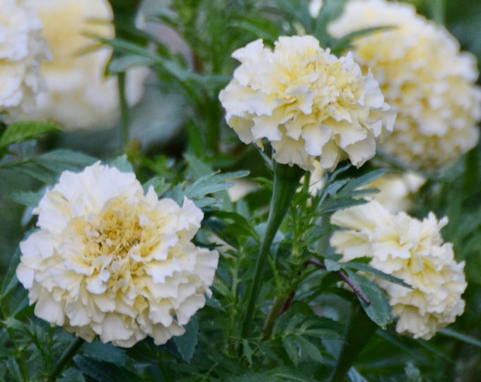 Snowstorm Marigold Seeds White Marigolds Sweet Cream - Etsy