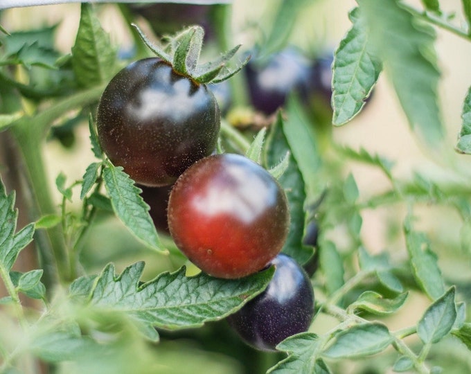 Midnight Snack Cherry Tomato Seeds, AAS Winner, Black and Red Cherry ...
