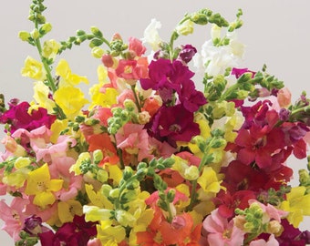 Snapdragon Chantilly Mix antirrhinum 30 Flower Seeds - Etsy
