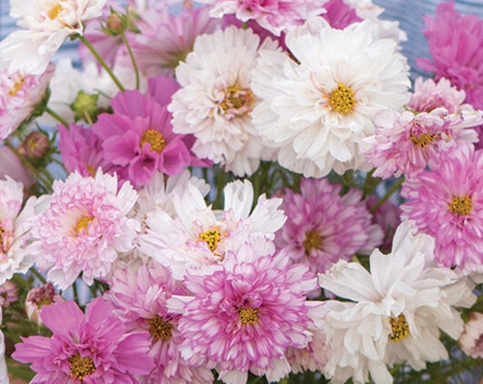 Double Click Bi-color Pink Cosmos Seeds, Cosmos Flowers, 25 Seeds ...