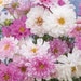 Double Click Bi-color Pink Cosmos Seeds, 25 Count - Etsy