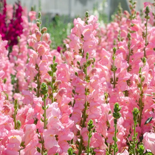 Legend Pink Snapdragon Seeds F1 50 Flower Seeds // Open - Etsy Canada