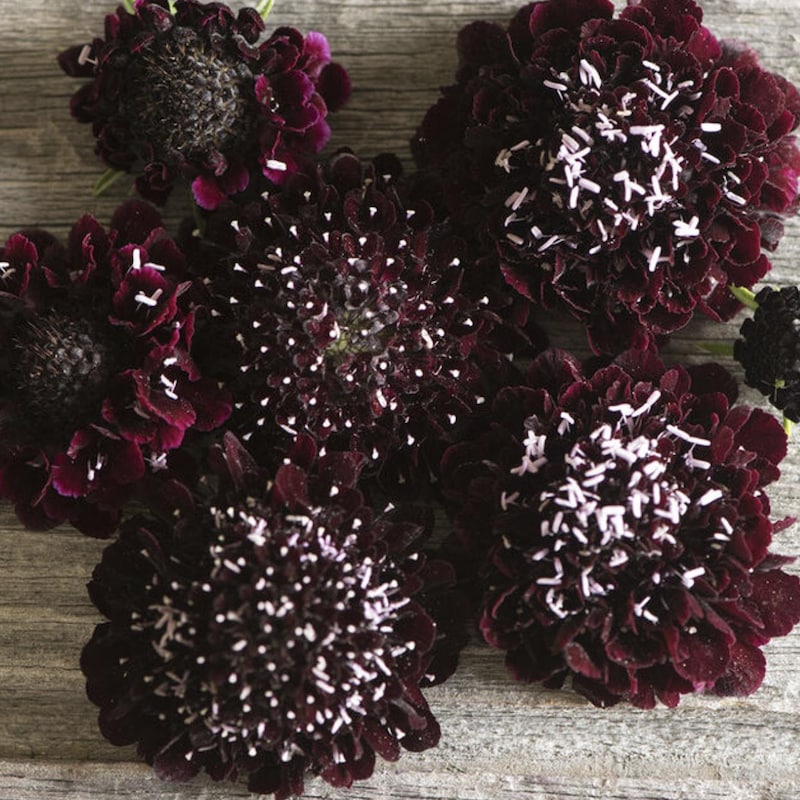 Mourning Knight - Etsy