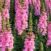 Orleans Early Lemon Yellow F1 Snapdragon Seeds, Pastel Yellow ...