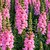 Orleans Early Lemon Yellow F1 Snapdragon Seeds, Pastel Yellow ...