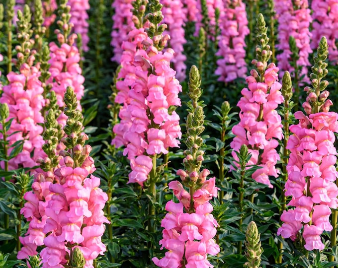 Dark Pink F1 Snapdragon Seeds, Dark Pink Snapdragons, 50 Flower Seeds ...