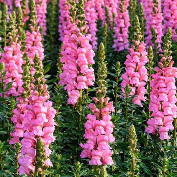 Pink Snapdragons - Etsy