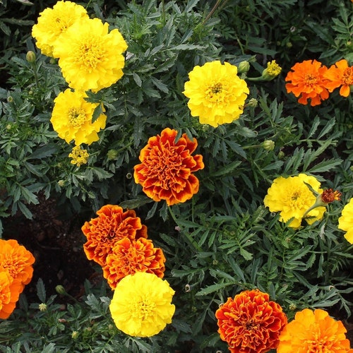 French Marigold Seeds Petite Mix Dwarf French Marigolds 400 - Etsy