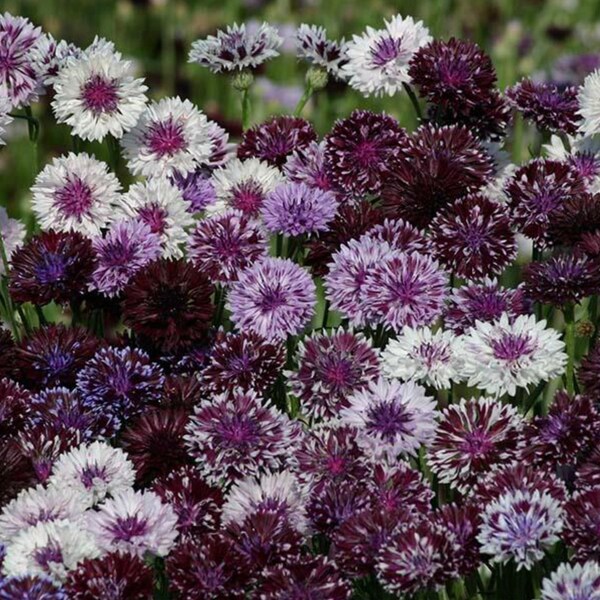 Bachelor Buttons - Etsy