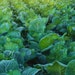 Morris Heading Collard Greens Seeds, Collards // Heirloom, Non GMO ...