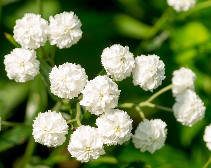 Double Diamond Pearl Yarrow Seeds White Pearl Yarrow 150 - Etsy