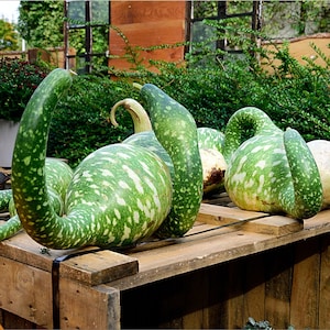 Speckled Swan Gourd Seeds, Bottle Gourds, Ornamental Gourds // Heirloom ...