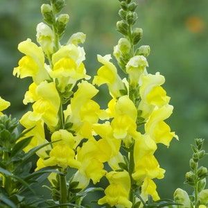 Potomac Yellow F1 Snapdragon Seeds // Open Pollinated, Non-gmo ...
