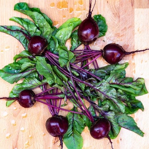 Crosby Egyptian Beet Seeds, Early Producer, Baby Beets, 200 Seeds ...