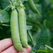 Early Thorogreen Lima Bean Seeds, Early Bush Beans, 25 Seeds // Open ...