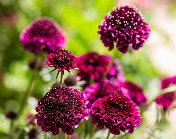 Merlot Scabiosa Seeds, Reddish-purple Pincushion Flower, Mourning Bride ...