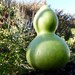 Birdhouse Gourds Seeds Dipper Bottle Gourd 25 Seeds // - Etsy