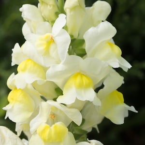 Orleans Early Lemon Yellow (F!) Snapdragon Seeds, 50 Count - Etsy