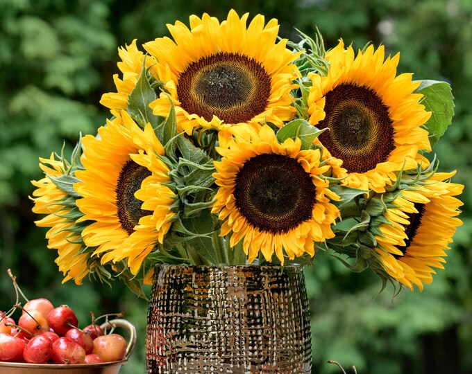 Organic Taiyo Sunflower Seeds, Japanese Taiyo Sunflowers, Large Taiyo ...