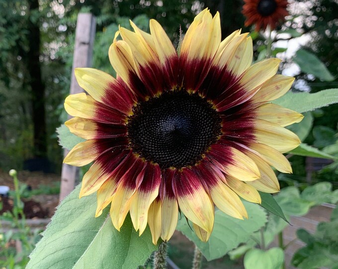 Procut® Red Lemon Bicolor Sunflower Seeds, Single Stem Tall Sunflowers ...