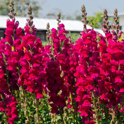 Red Snapdragon Seeds Potomac Red F1 Snapdragons 50 Seeds // - Etsy