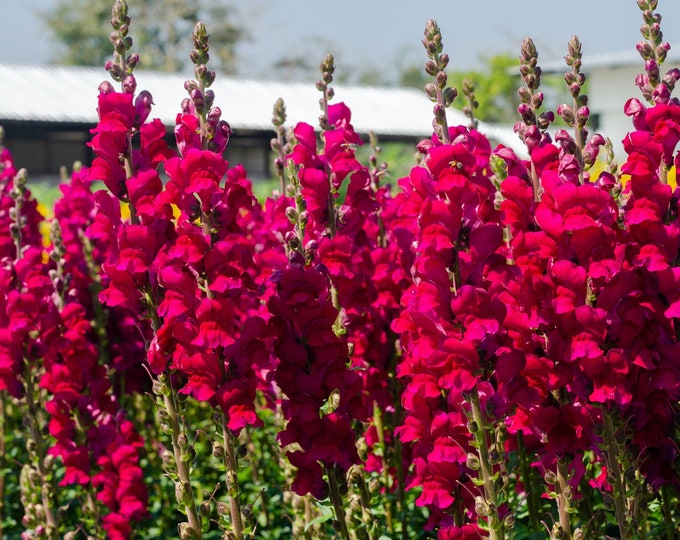 Red Snapdragon Seeds, Potomac Red F1 Snapdragons, 50 Seeds // Open ...