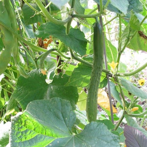 Japanese Long Cucumber Seeds, English Cucumber // Heirloom, Non-gmo ...