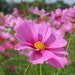 Gloria Cosmos Seeds, Pink Cosmos Flowers // Open Pollinated, Non-gmo ...