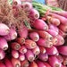 Red Torpedo Onion Seeds, Italian Red Onions, Heirloom, Non GMO, Allium ...