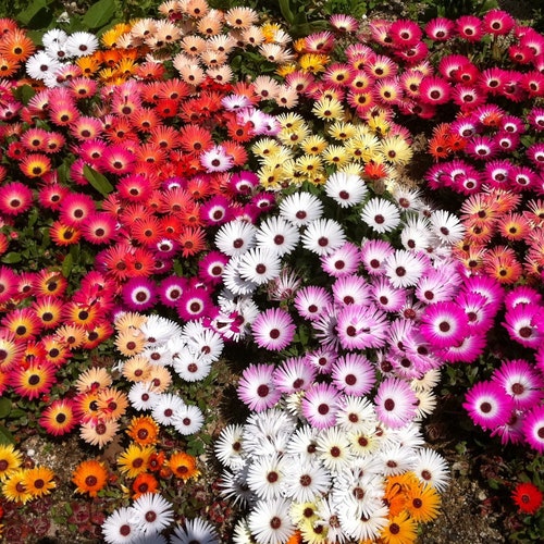 Iceplant Seeds Mixed Ice Plant Colors 3000 Seeds // Open - Etsy