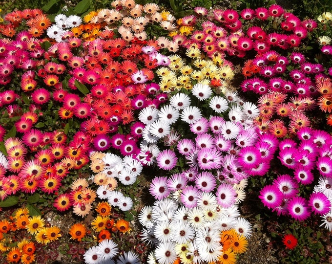 Iceplant Seeds, Mixed Ice Plant Colors, 3000 Seeds // Open Pollinated ...