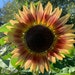 Gypsy Charmer Sunflower Seeds, Tricolor 4-6' Branching Sunflowers ...